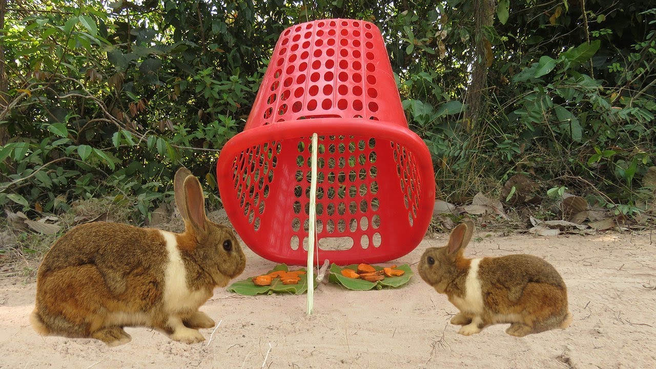 How To Catch A Rabbit - Netherland Dwarf Rabbit